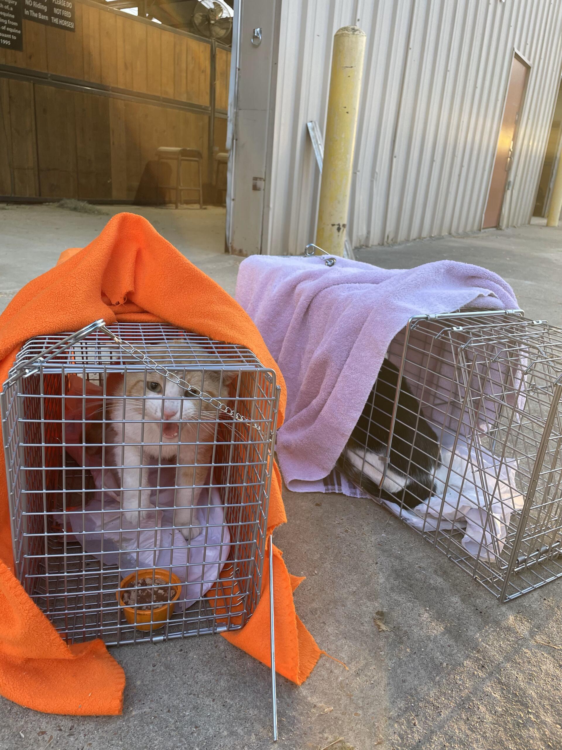 A-State student working to help feral cats on campus - Jonesboro Right Now