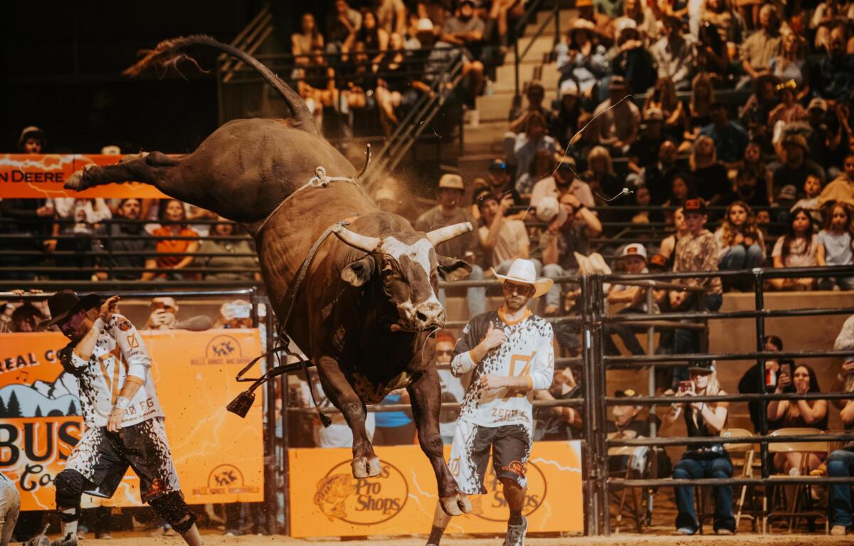 Championship Pro Rodeo Returning to Jonesboro, 2,000 Pound Bull to Make ...